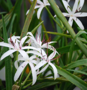 Crinum americanum (swamp lily) - Charleston Aquatic and Environmental Inc.