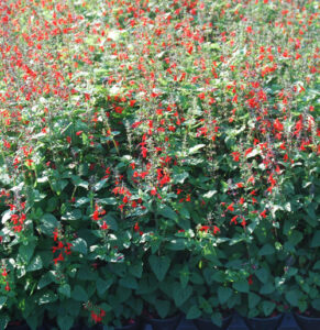Salvia coccinea (scarlet sage) - Charleston Aquatic and Environmental Inc.